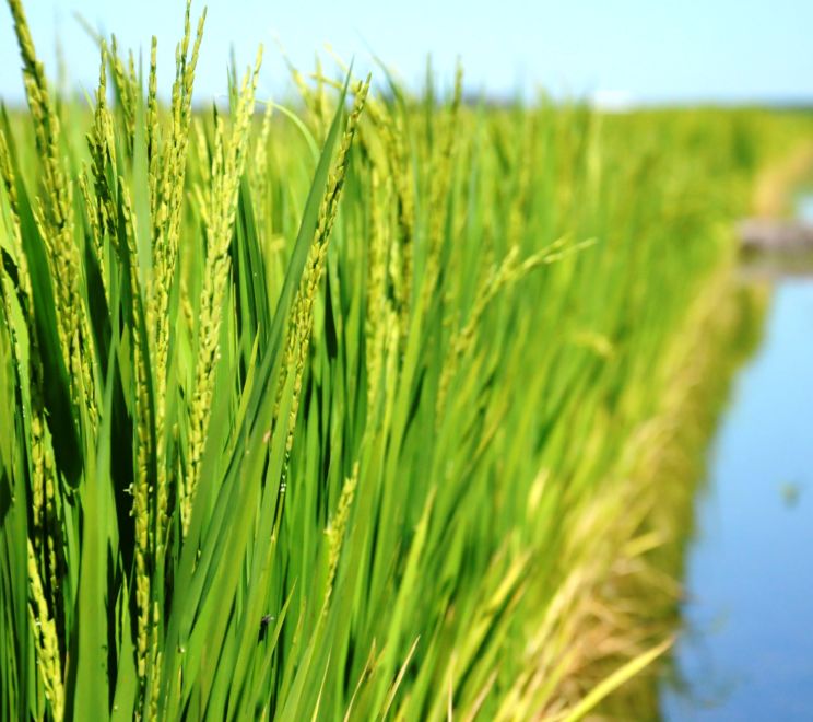 Arroz archivos - Revista Infoagro México