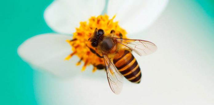 Factores Que Contribuyen A La Salud De Las Abejas Revista Infoagro México