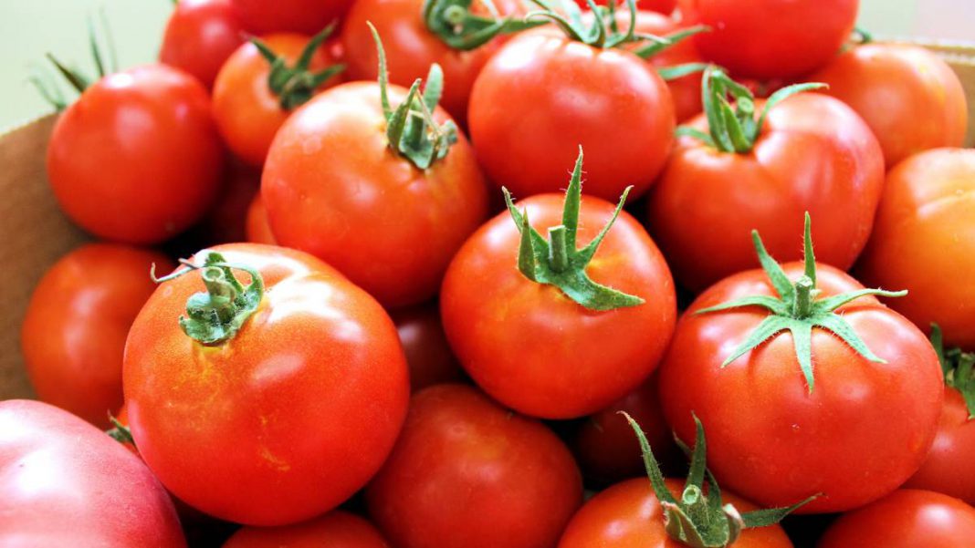EU Amaga con poner cuotas antidumping al tomate mexicano. - Revista ...
