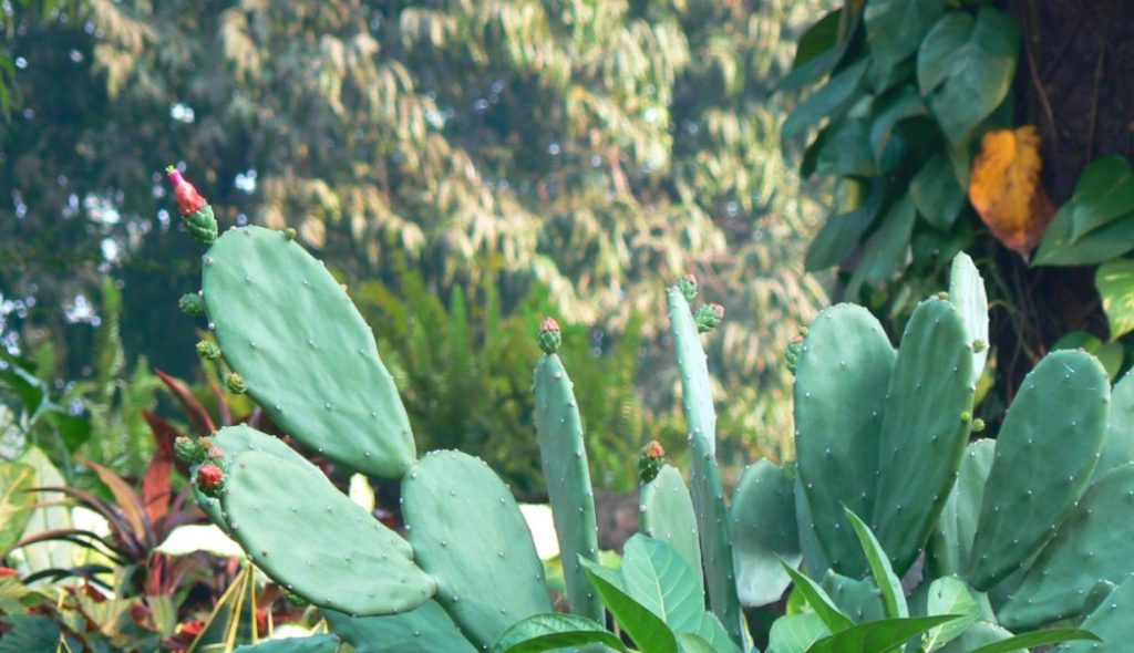 El nopal mexicano está ayudando a fortalecer la economía de pueblos del ...