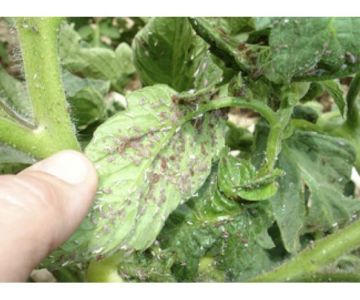 MÉTODO CULTURAL EN EL CONTROL DE PLAGAS – Revista Infoagro México