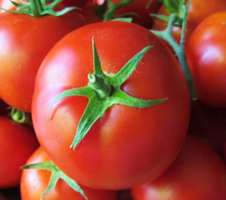 Jitomate – Revista Infoagro México