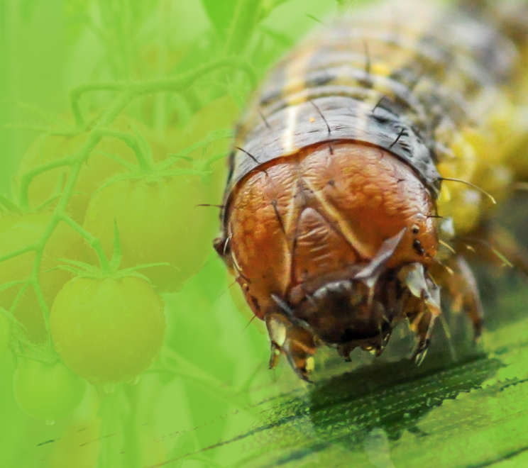 Spodoptera exigua archivos - Revista Infoagro México