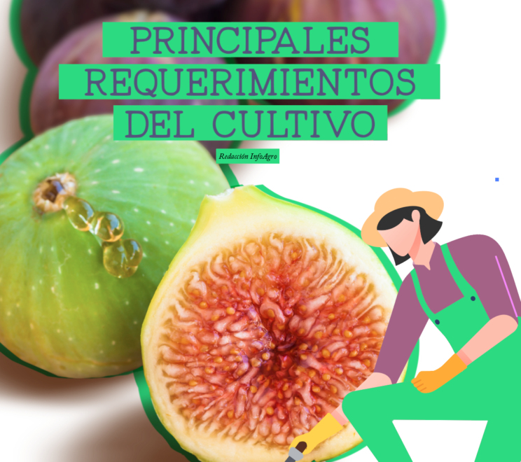 Higo – Revista Infoagro México