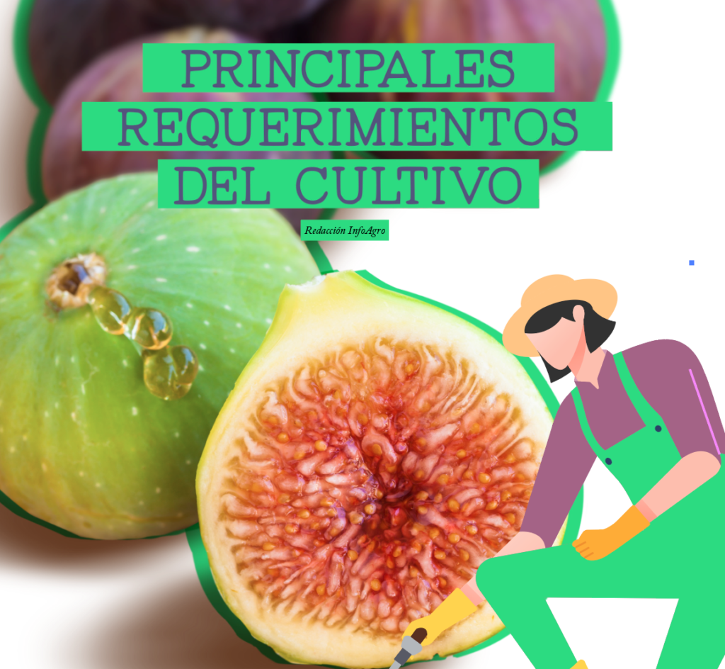 Higo - Septiembre 2020 - Revista Infoagro México