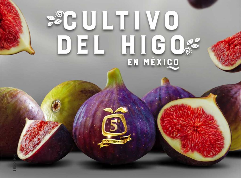 Producción de Higo en México - Revista InfoAgro México