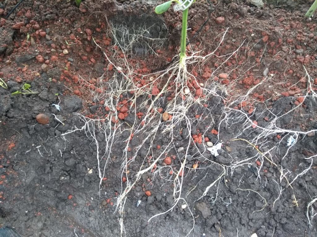 BENEFICIOS DE ENRAIZADORES APLICADOS EN LA AGRICULTURA. - Revista ...