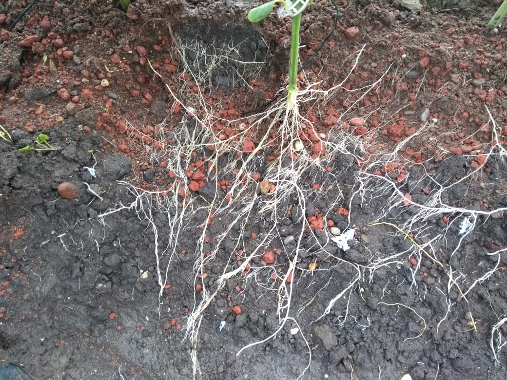 BENEFICIOS DE ENRAIZADORES APLICADOS EN LA AGRICULTURA. - Revista ...