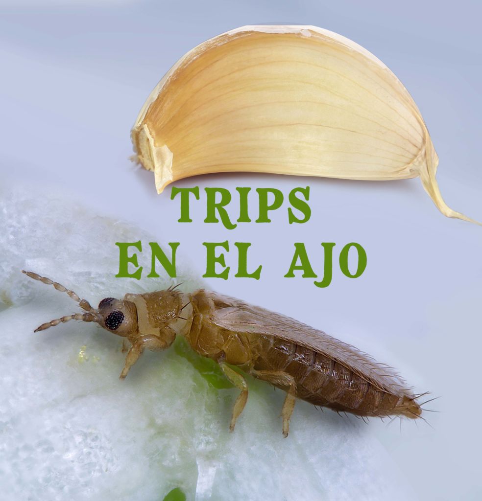 Trips en el ajo - Revista InfoAgro México