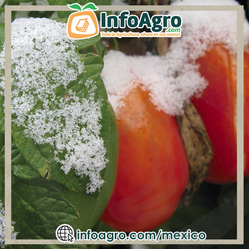 Métodos para proteger los cultivos de las heladas. - Revista InfoAgro ...