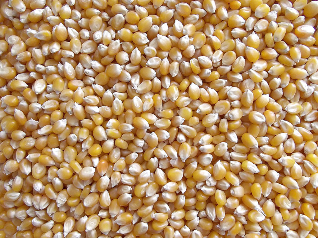 Maíz para grano. - Revista InfoAgro México