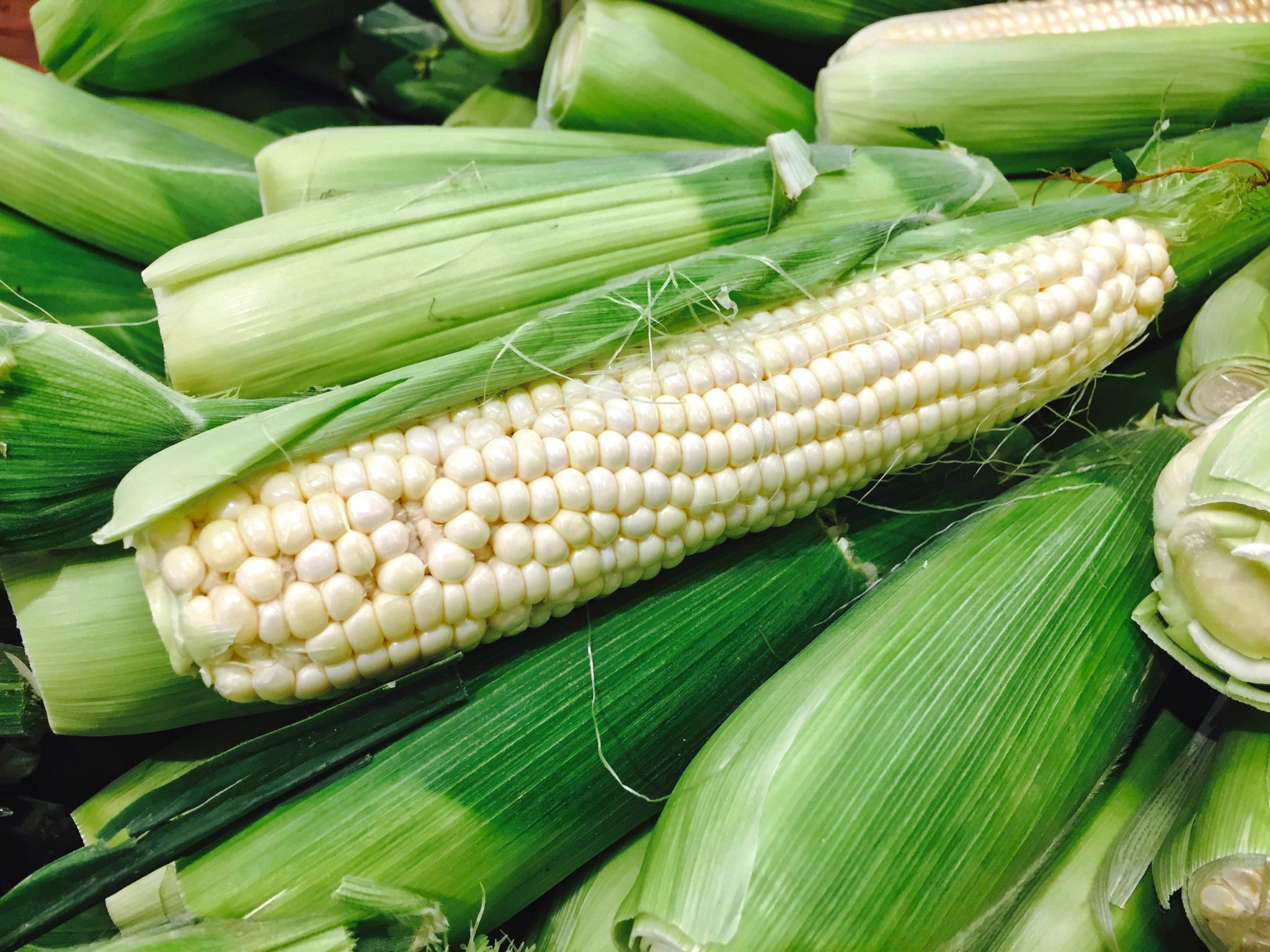 Maíz para grano. - Revista Infoagro México