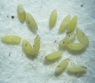 Mosca pinta - Revista InfoAgro México