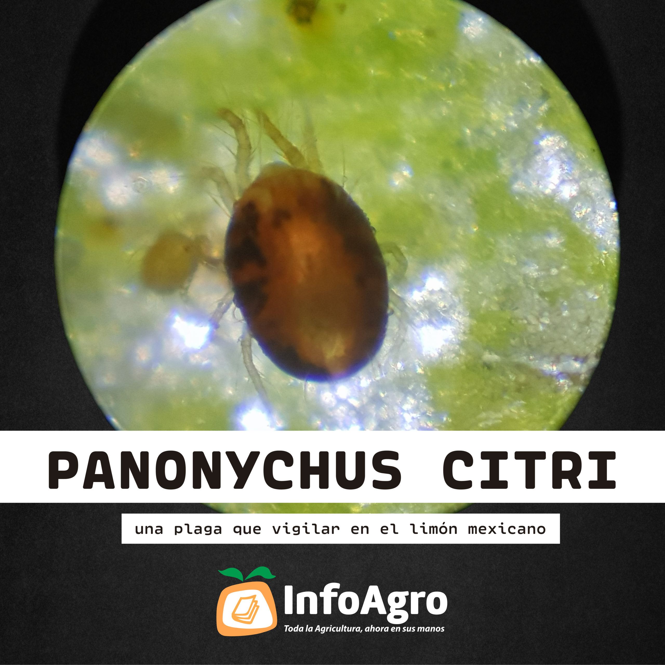 Panonychus Citri - Revista InfoAgro México