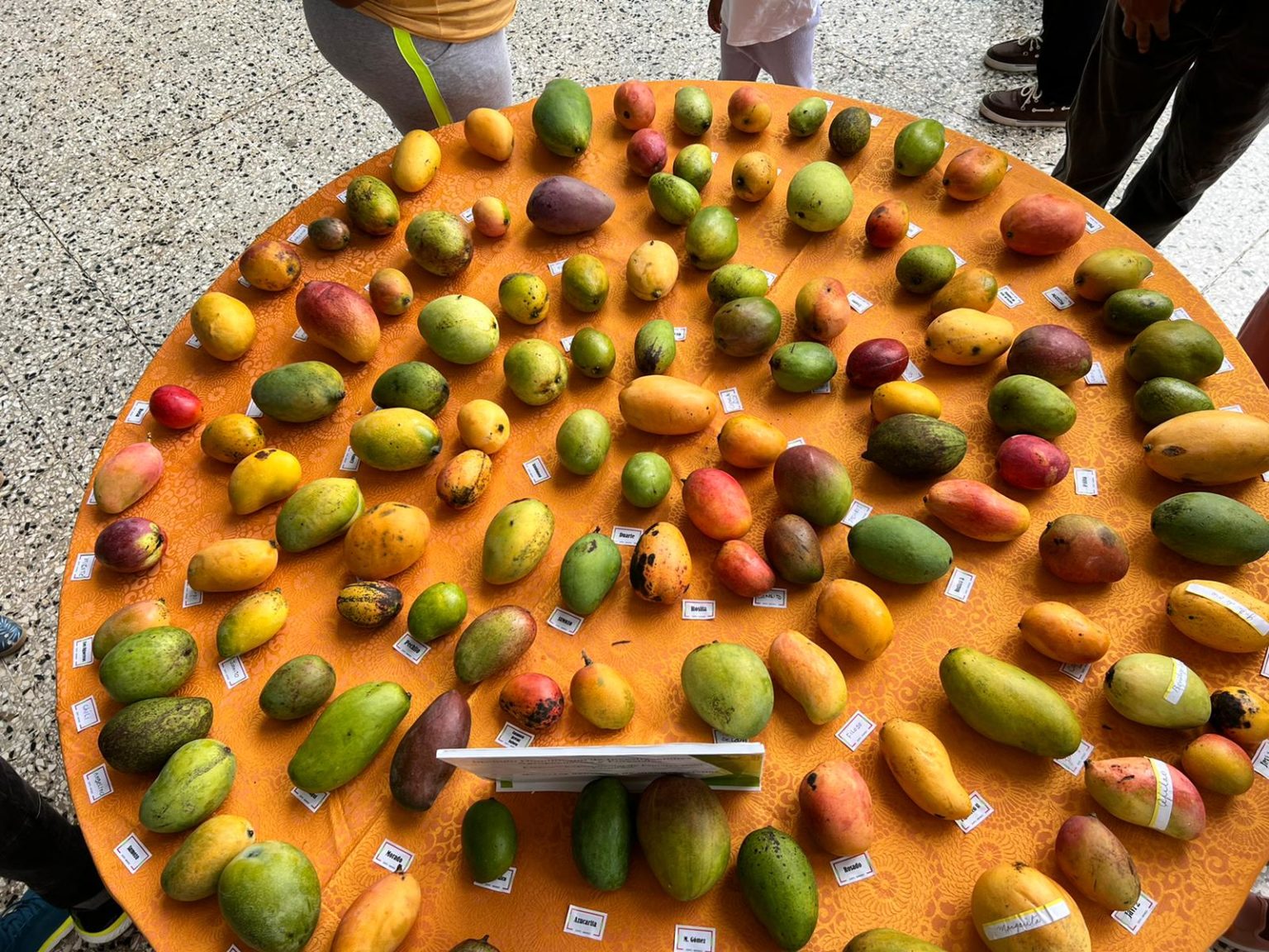 La multitudinaria feria Expo Mango ratifica la identidad autóctona del ...