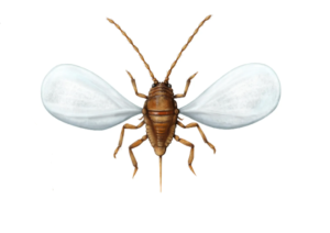 Plaga del piojo de San José - Revista InfoAgro México