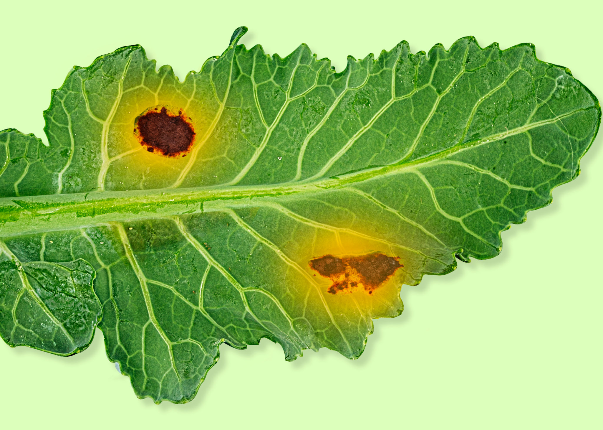 X. campestris, una bacteria muy dañina - Revista InfoAgro México