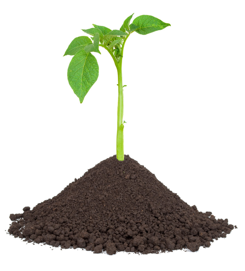 Anatomía de la papa y sus requerimientos edafoclimáticos - Revista ...