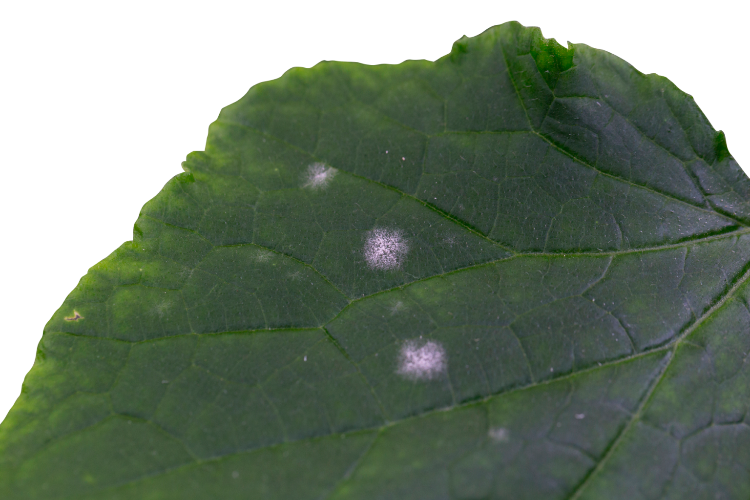 Cenicilla en el chile - Revista InfoAgro México