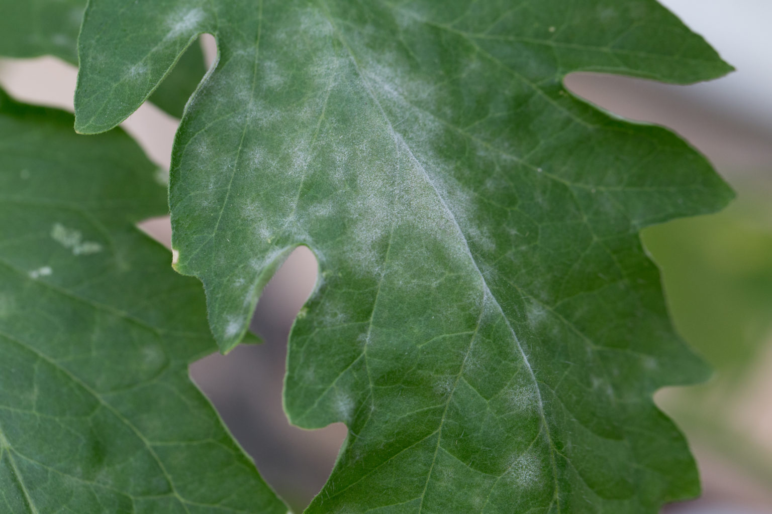 Cenicilla en el chile - Revista InfoAgro México