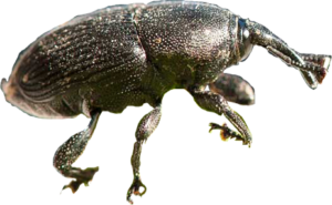 Picudo del chile. Parte I (Resistencia a insecticidas) - Revista ...