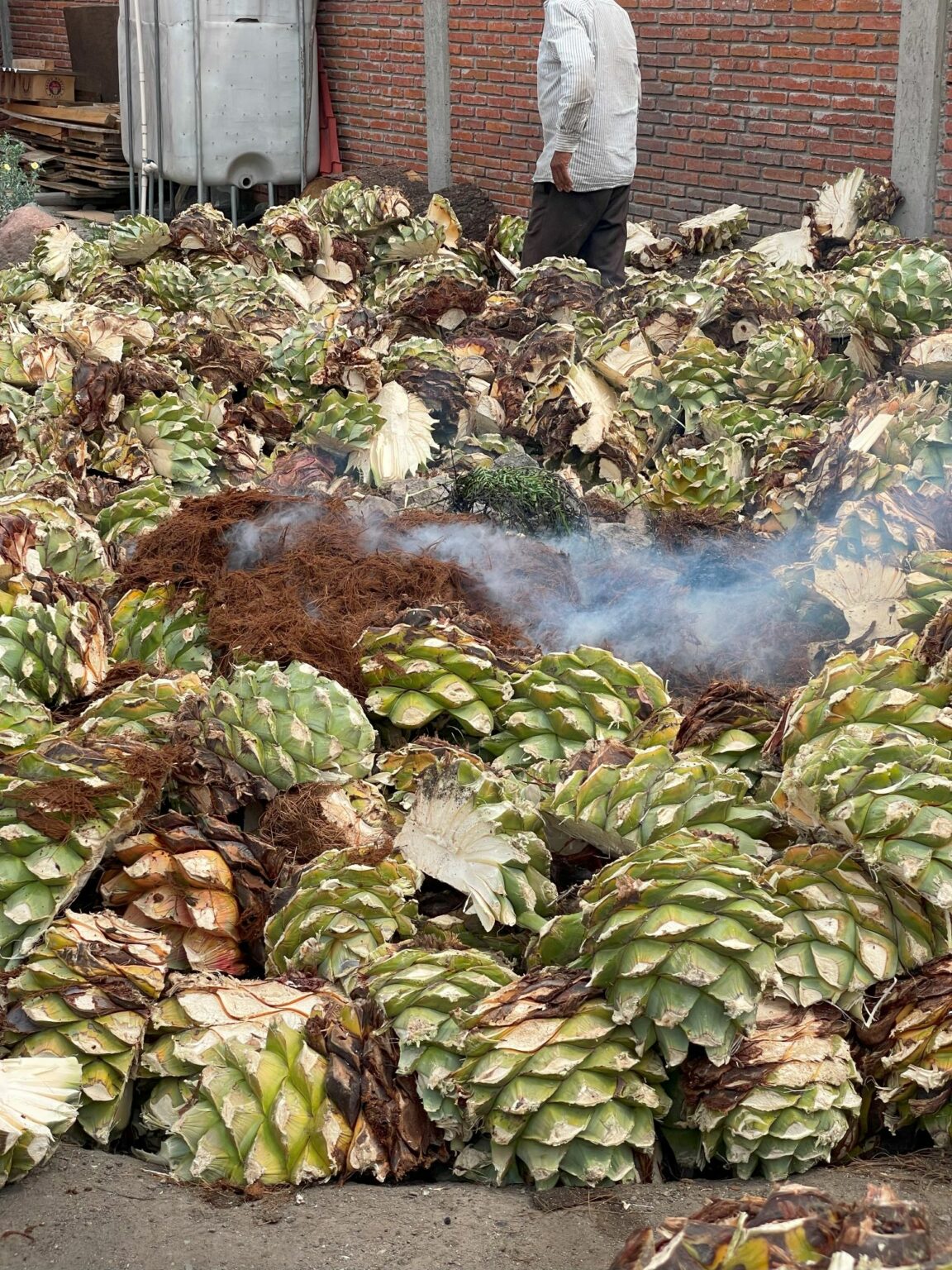 Mosca pinta - Revista InfoAgro México