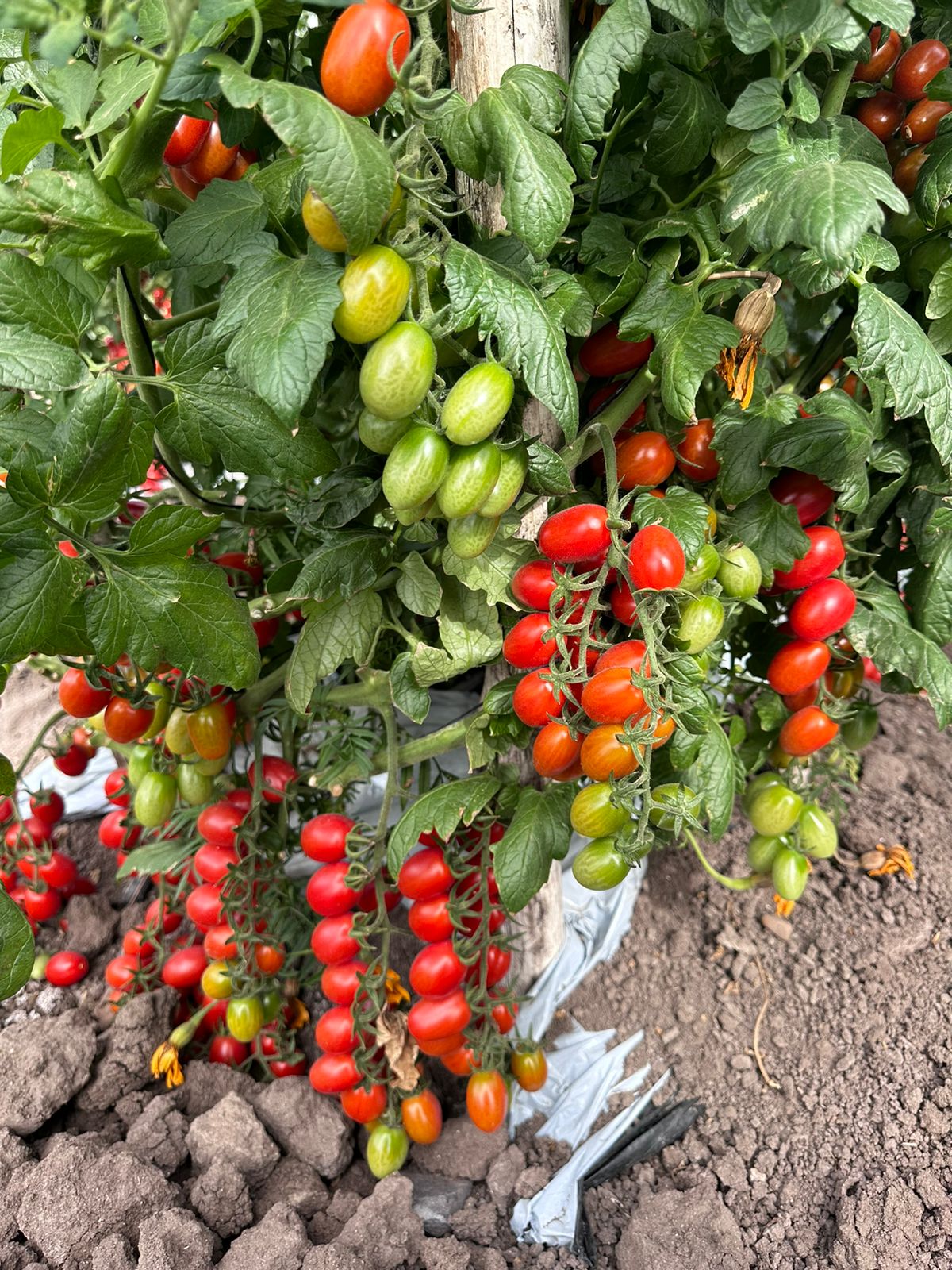 ¡Lark Seeds presenta Nuevos Híbridos! - Revista InfoAgro México