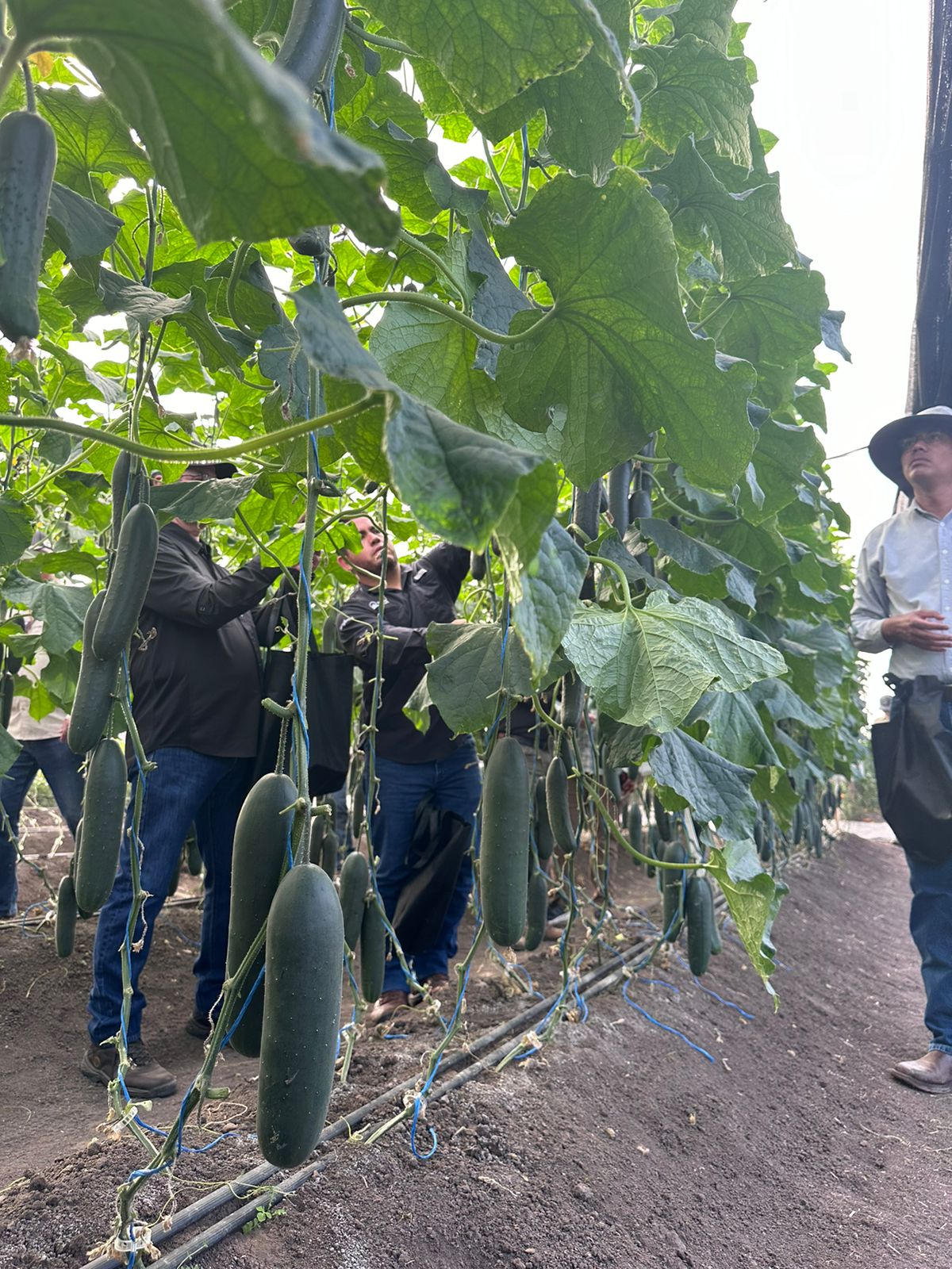 ¡Lark Seeds presenta Nuevos Híbridos! - Revista InfoAgro México