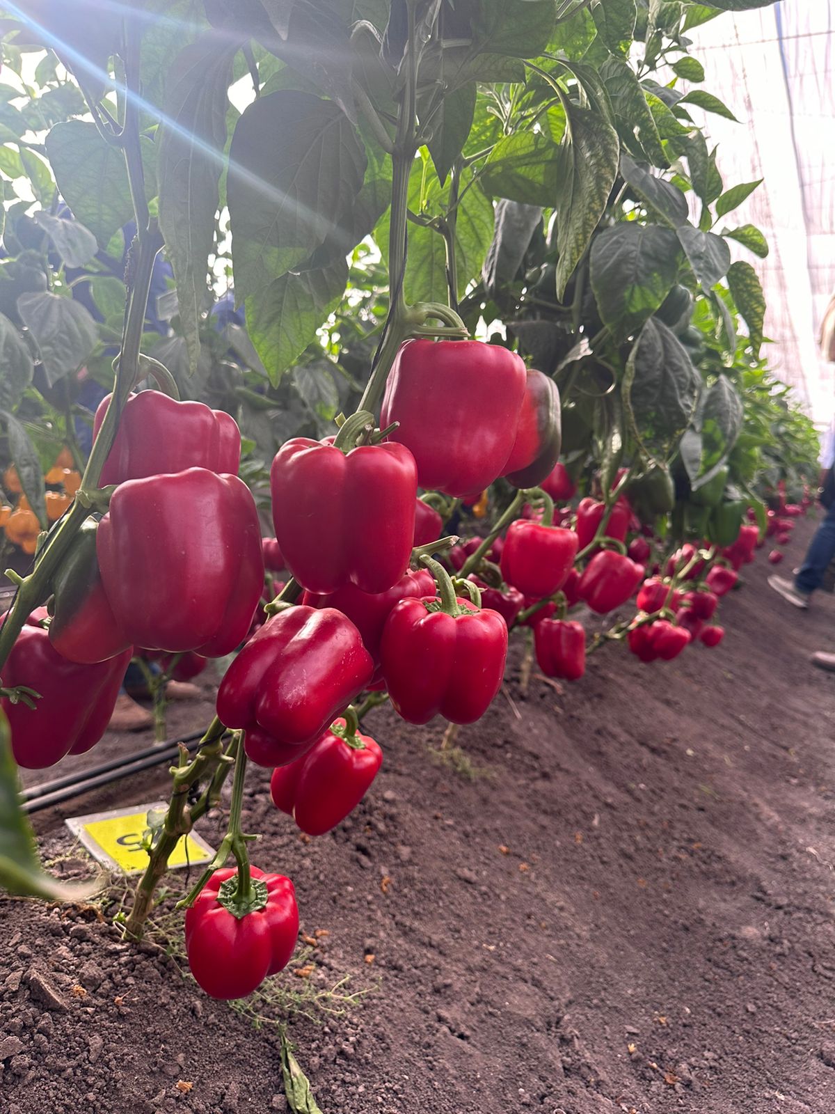 ¡Lark Seeds presenta Nuevos Híbridos! - Revista InfoAgro México