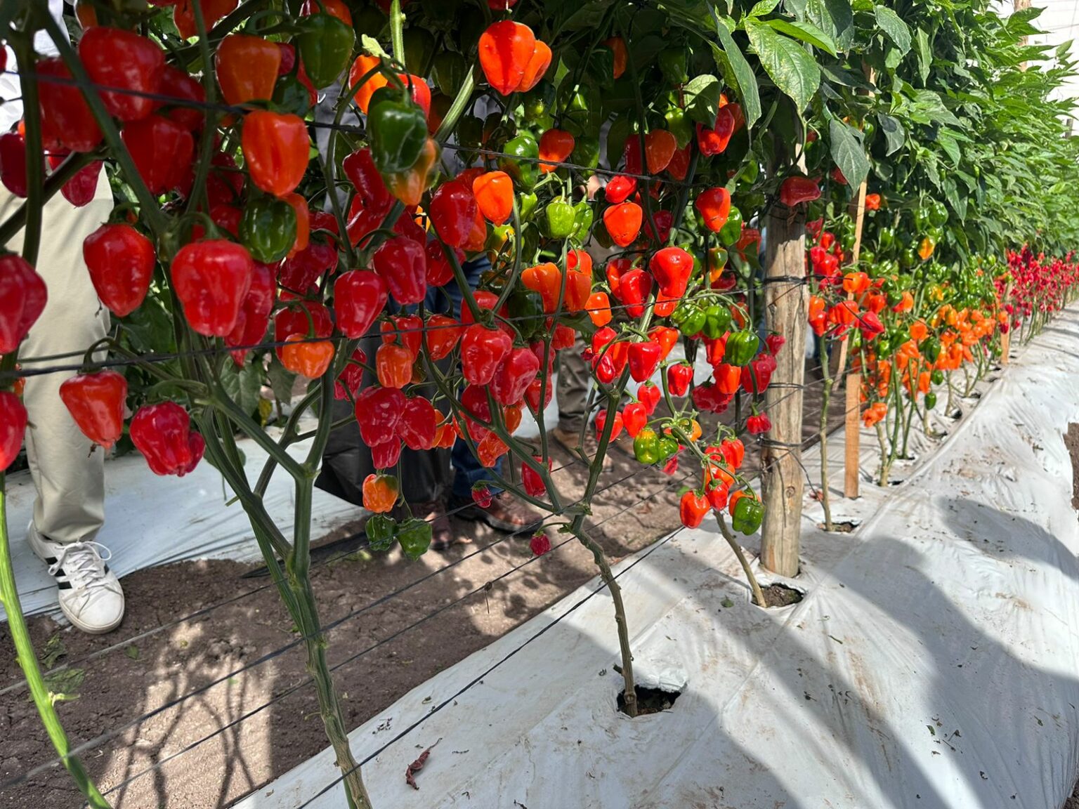 ¡Lark Seeds presenta Nuevos Híbridos! - Revista InfoAgro México
