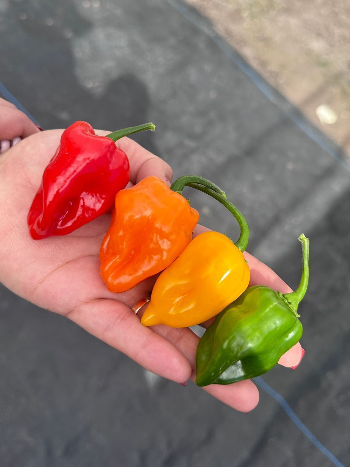 ¡Lark Seeds presenta Nuevos Híbridos! - Revista InfoAgro México