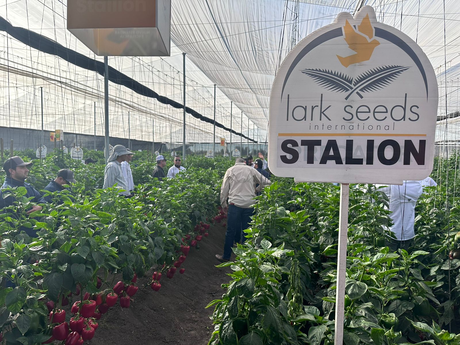 ¡Lark Seeds presenta Nuevos Híbridos! - Revista InfoAgro México