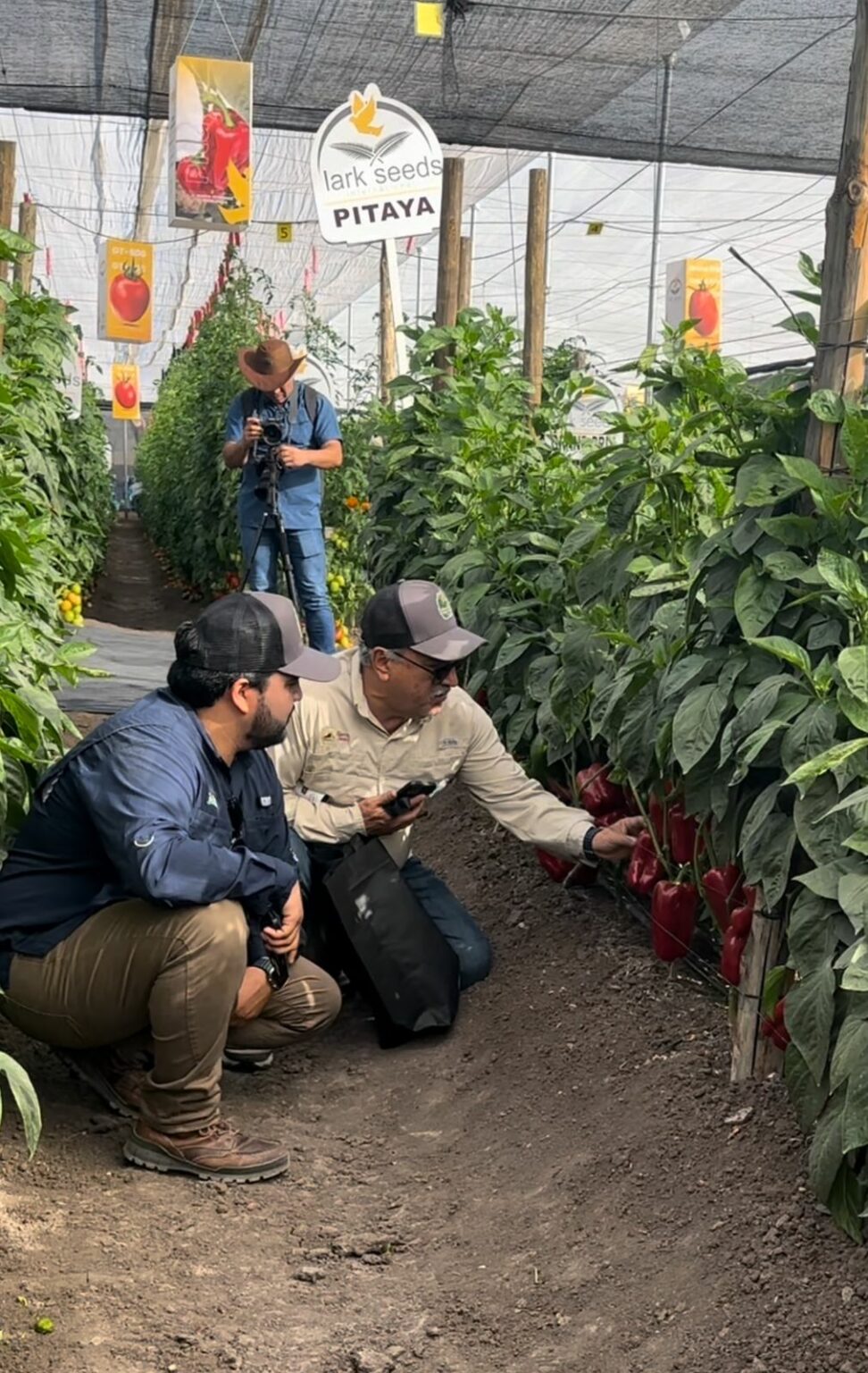 ¡Lark Seeds presenta Nuevos Híbridos! - Revista InfoAgro México