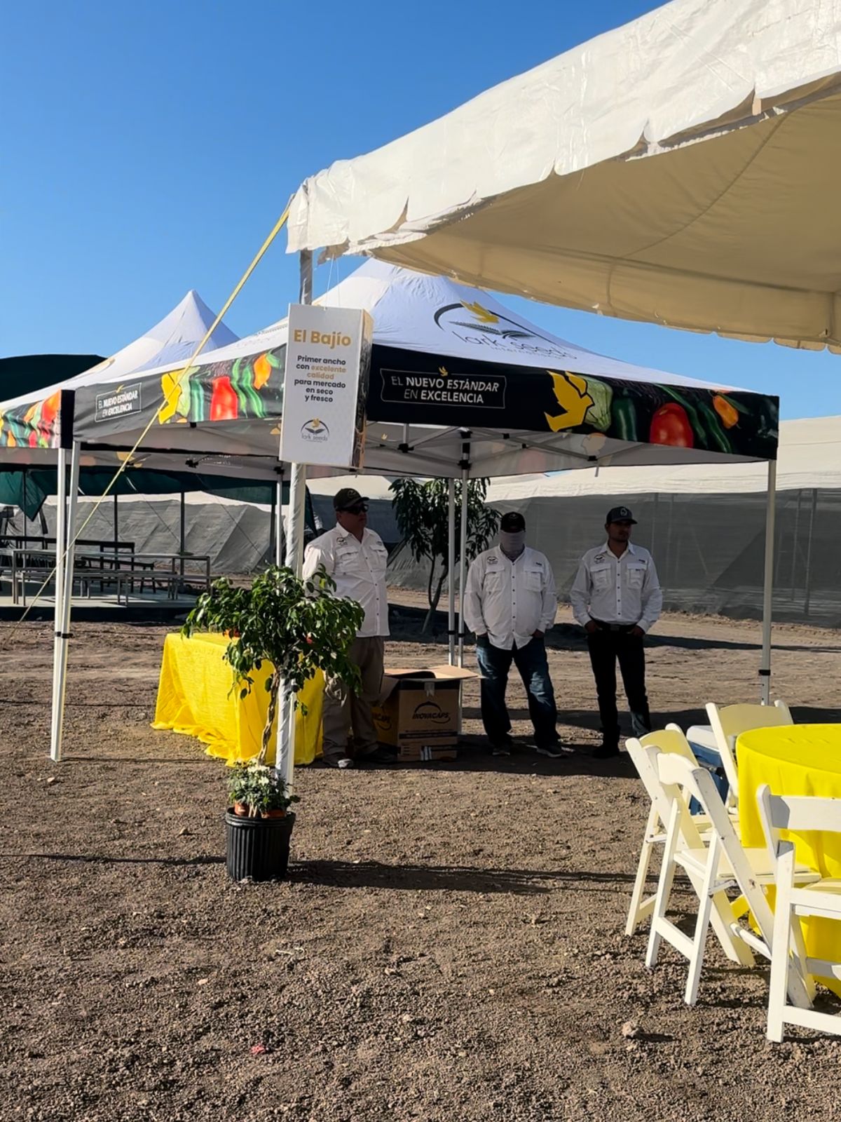 ¡Lark Seeds presenta Nuevos Híbridos! - Revista InfoAgro México