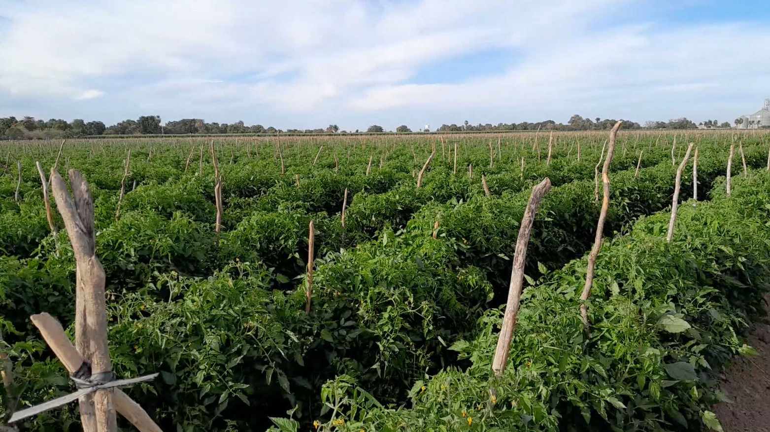 Incertidumbre rodea a productores de hortalizas en Sinaloa al iniciar ...