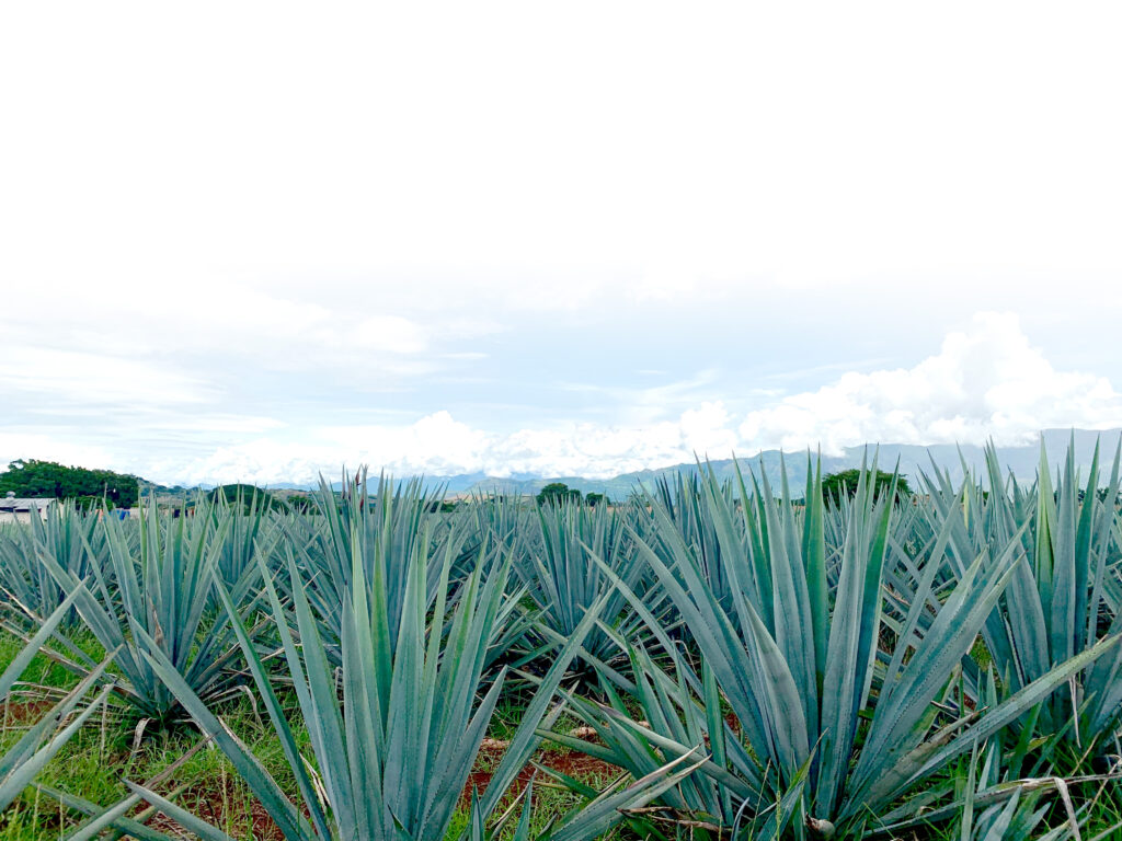 Propiedades y usos del agave - Revista InfoAgro México