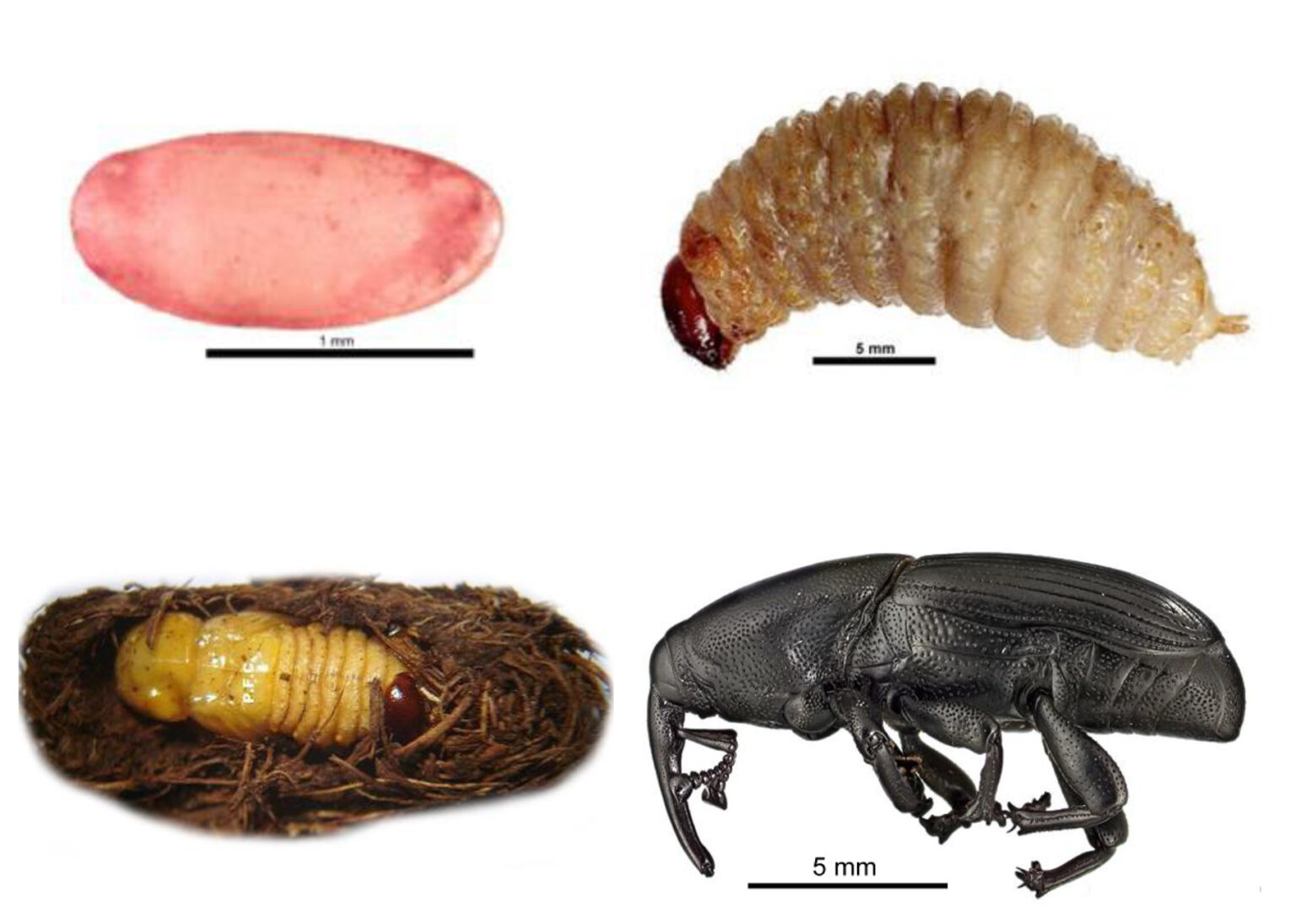 Plaga del picudo del agave. Parte I - Revista InfoAgro México