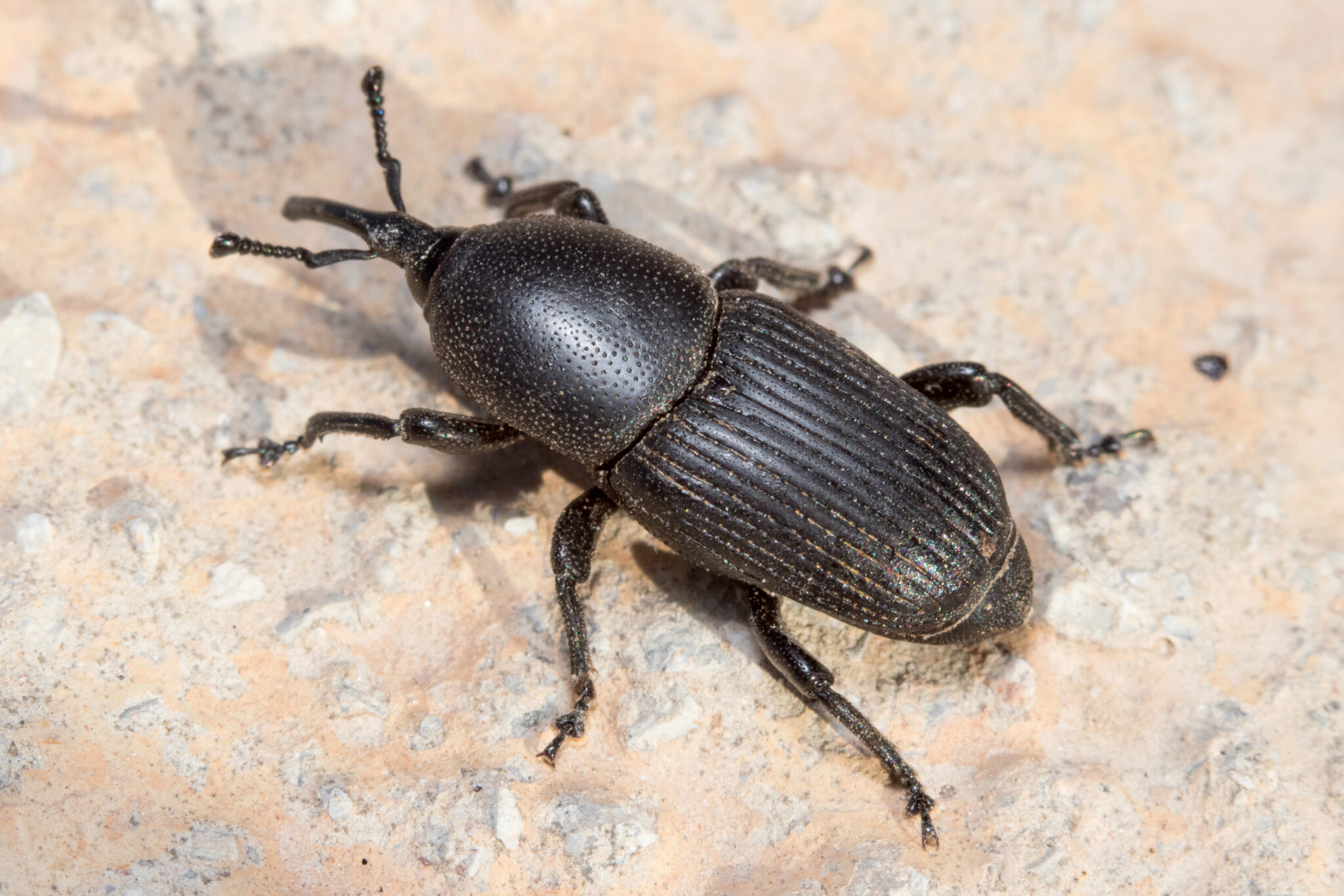 Plaga del picudo del agave. Parte I - Revista InfoAgro México