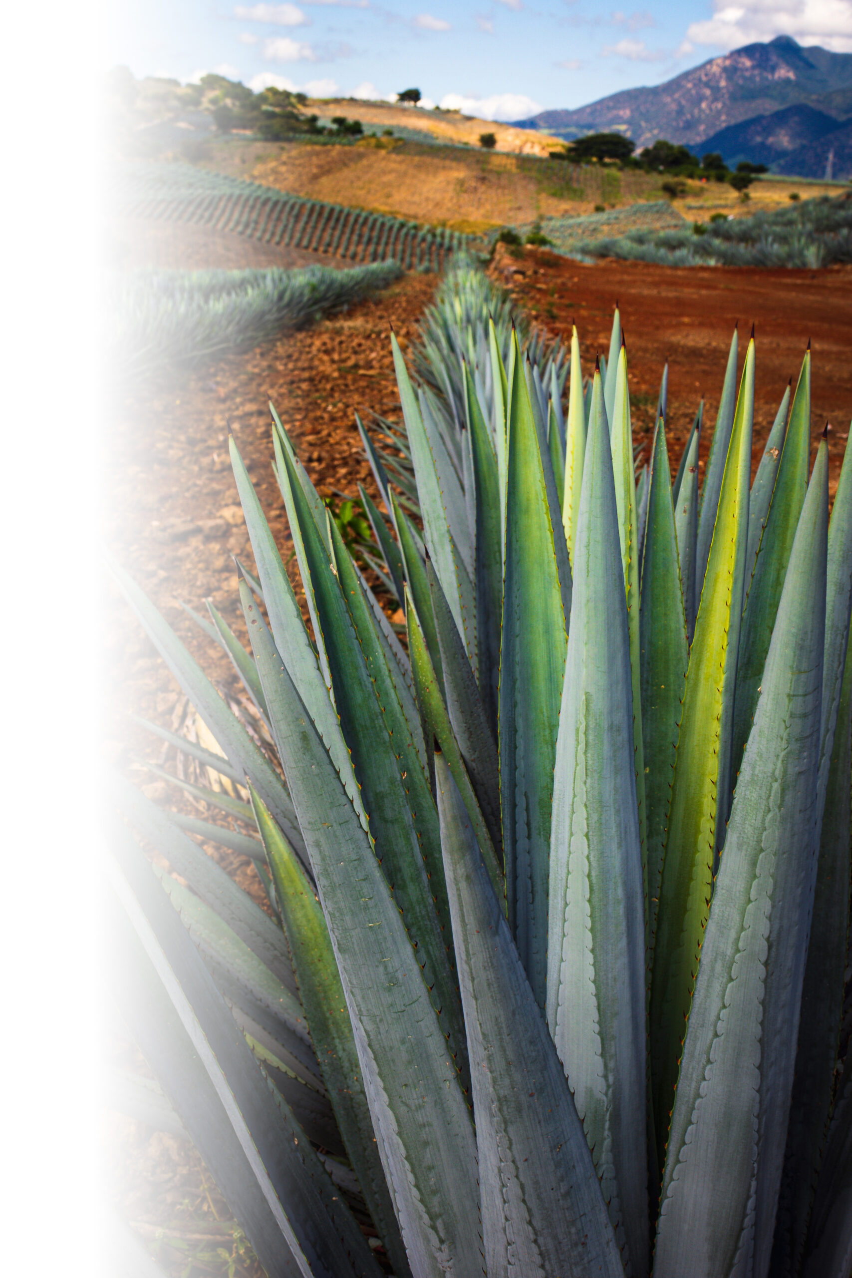 Enfermedades del agave. Parte II - Revista InfoAgro México