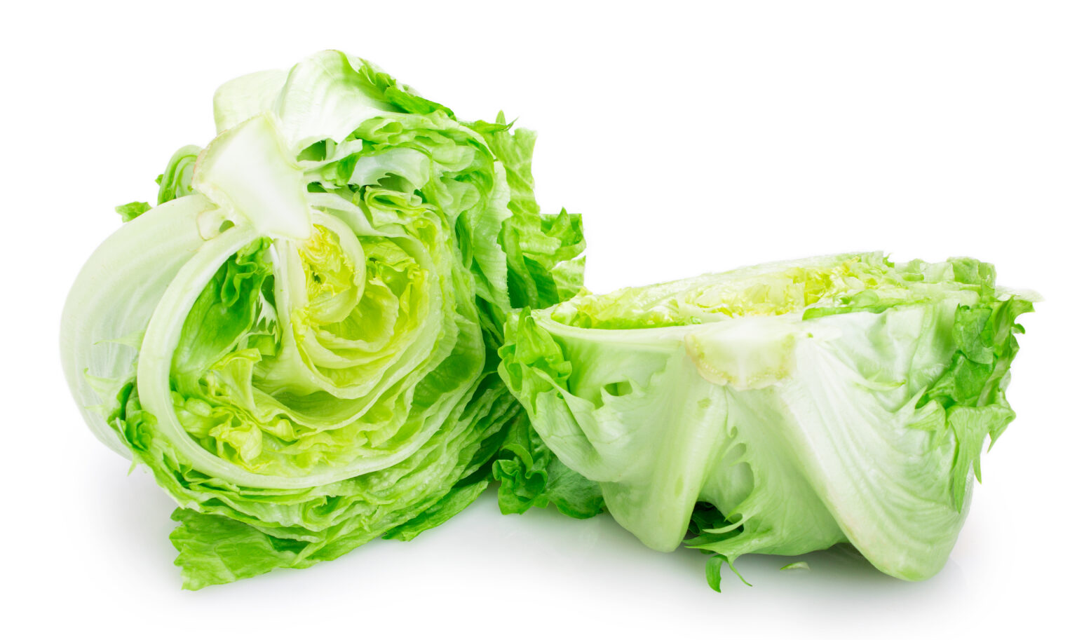 Descripción y crecimiento de la lechuga - Revista InfoAgro México