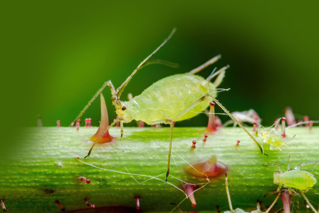 Control biológico del pulgón - Revista InfoAgro México