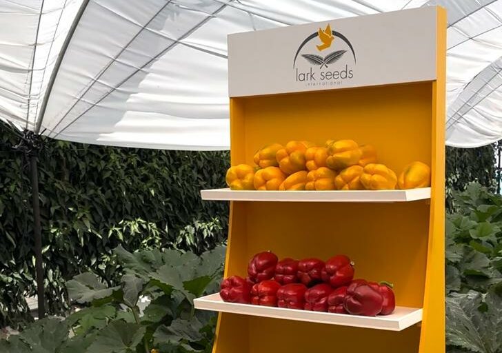Innovación agrícola: Lark Seeds deslumbra en Expo AgroAlimentaria ...
