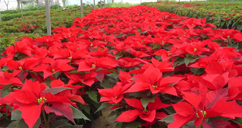 La flor de Nochebuena y su relevancia en el mundo agrícola - Revista ...