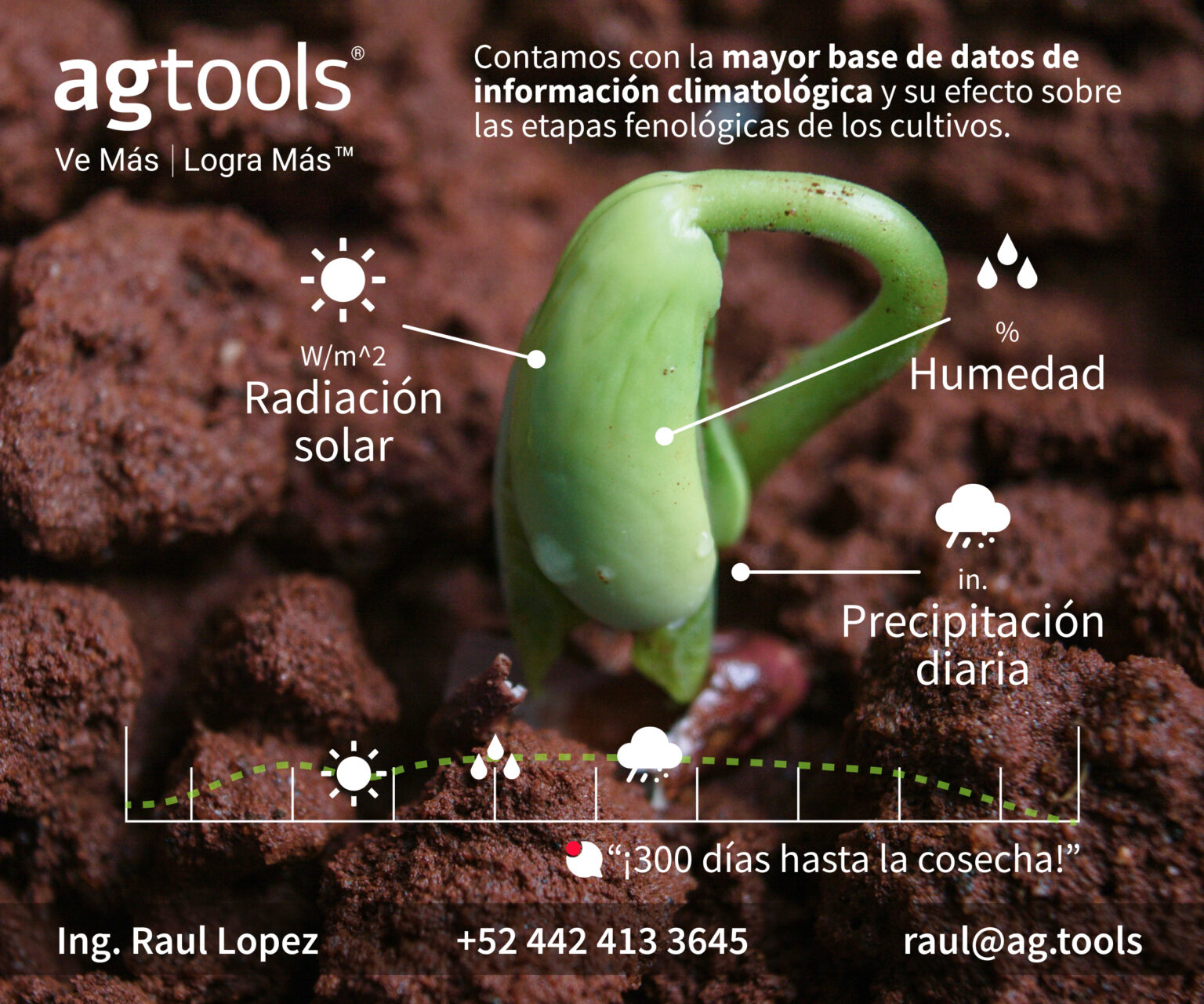 ¿Qué función tienen las Trichodermas en agricultura? - Revista InfoAgro México