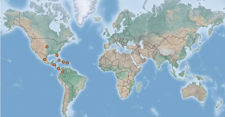 Chinche café en cultivo de arroz - Revista InfoAgro México